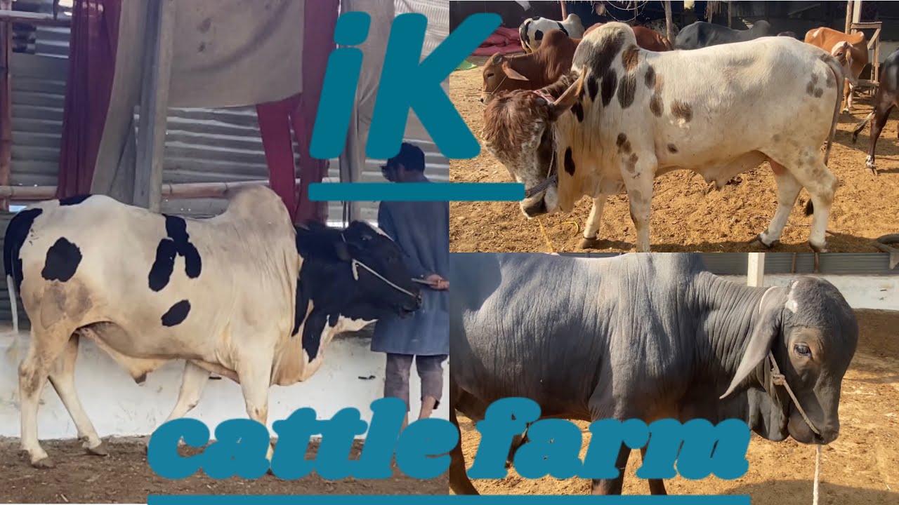 Shera na akela hi ik cattle farm ki video cover krli🥺#cattlecraze # ...