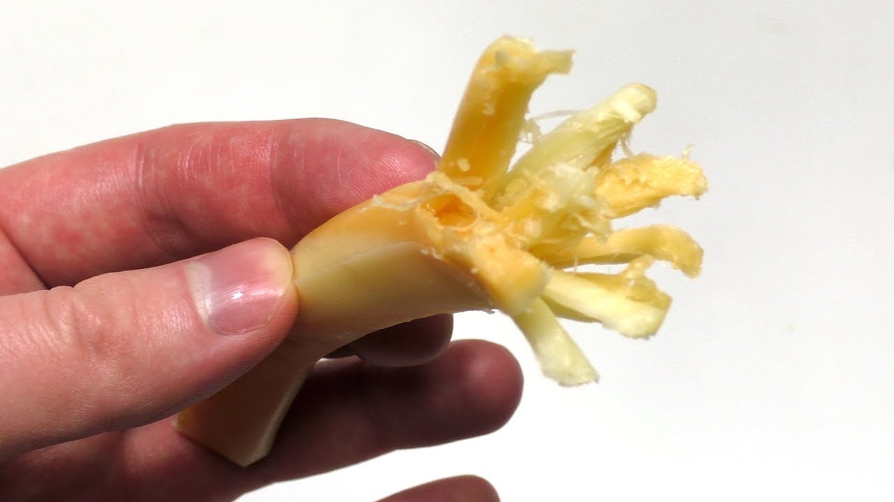 Cheese Spaghetti and Strings - 2018.23 - YouTube