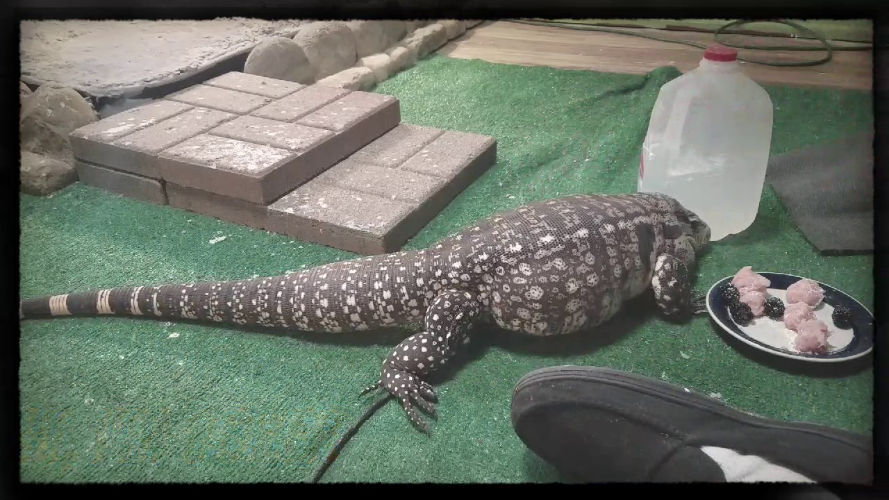 Big Tegu Lizard gets his own room. - YouTube