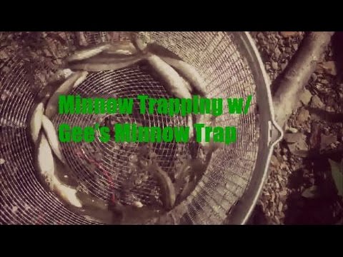 Gees Minnow Traps- Minnow Trapping - YouTube