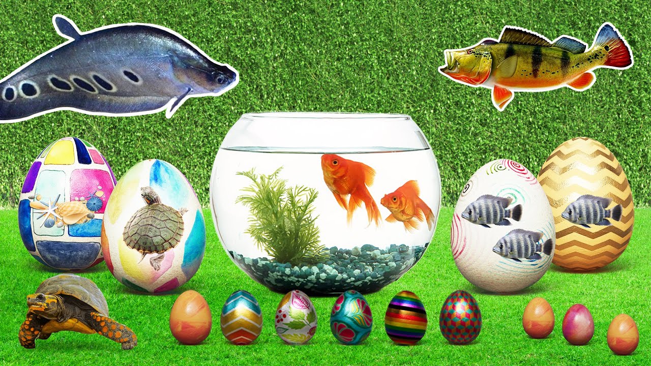 Aquarium Colorful Surprise Eggs, Scallions, Pbass fish, Goldfish ...