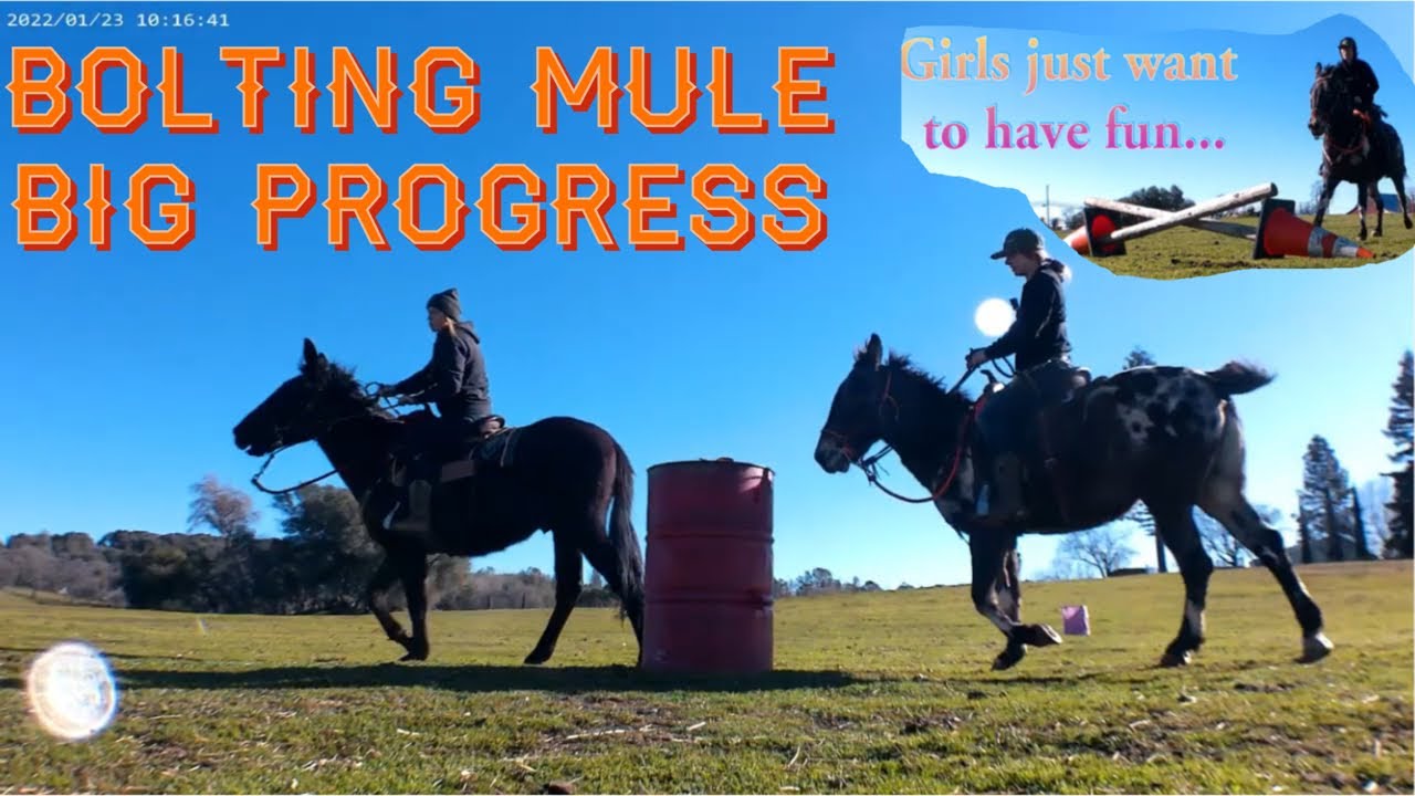 MULE BOLTING BIG PROGRESS #mules #barrel #gallop #horse #riding #trust ...