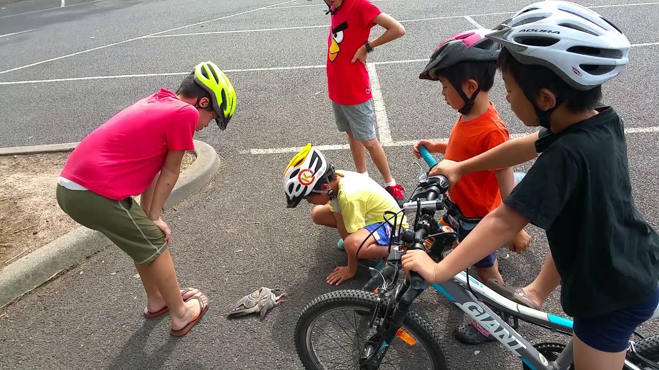 Amazing bunch of boys saved an injured bird - YouTube