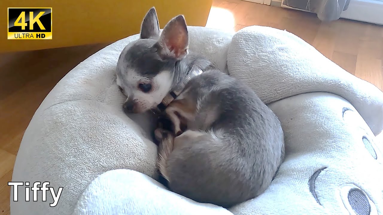 Shhh, Cute Adorable Dog Trying to Sleep | Tiffy 4K - YouTube