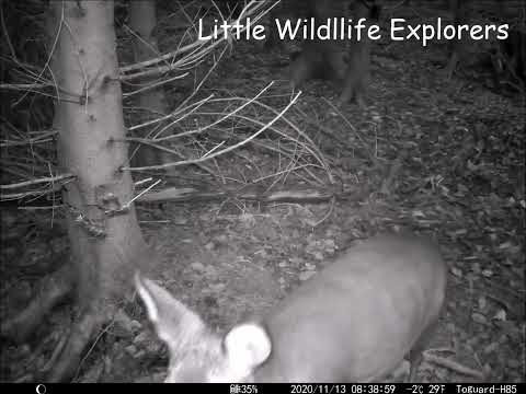 Who visited the badger home?