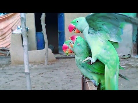 Parrots Talking Learning Tips || New Method Of Parrot Talk - YouTube
