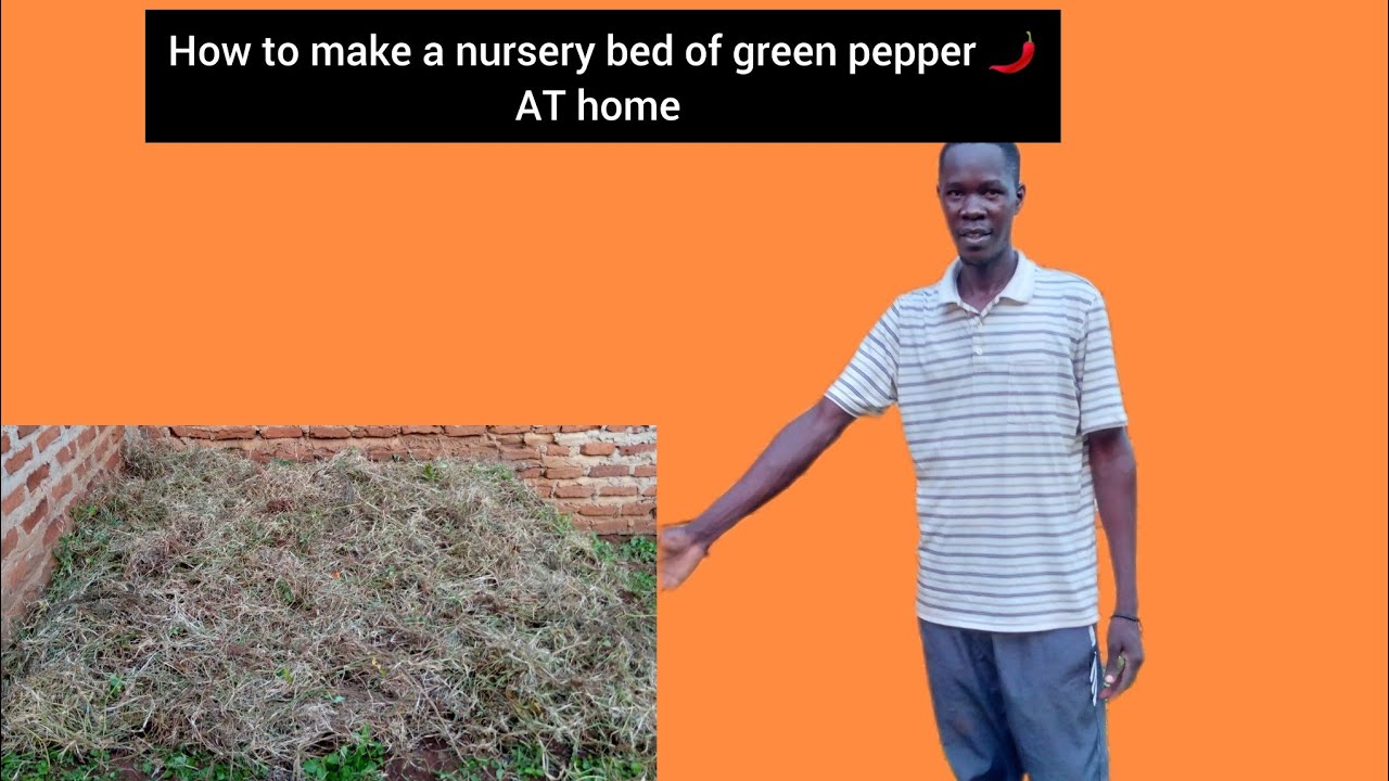 How to set up a green pepper nursery bed/easy preparation - YouTube