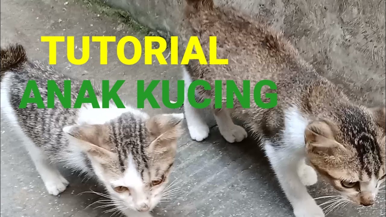 Tutorial Anak Kucing Kampung//Anak Kucing Bermain - YouTube