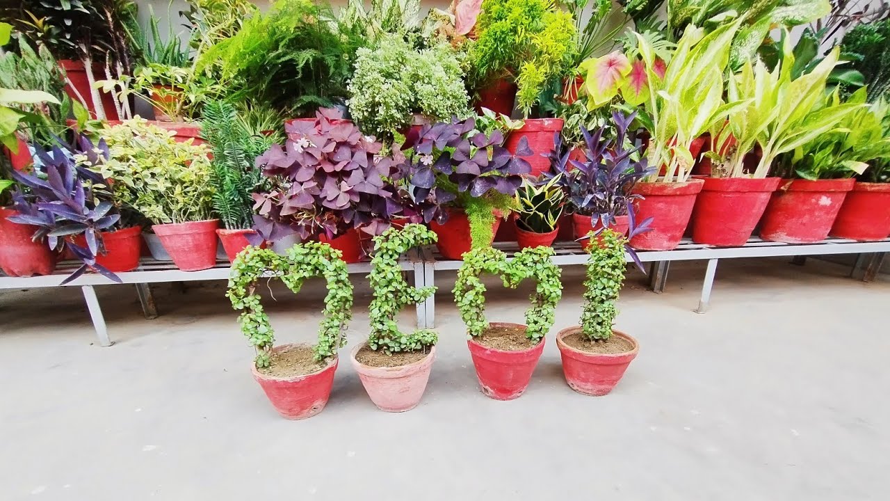 How i made my name (MEMI) with jade plant & how i maintain its shape ...