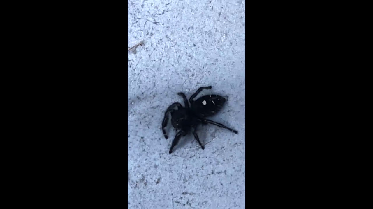 Adorable black jumping spider - YouTube