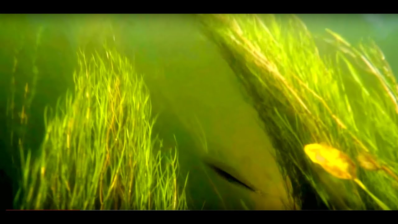 Žeimena river, Lithuania - YouTube