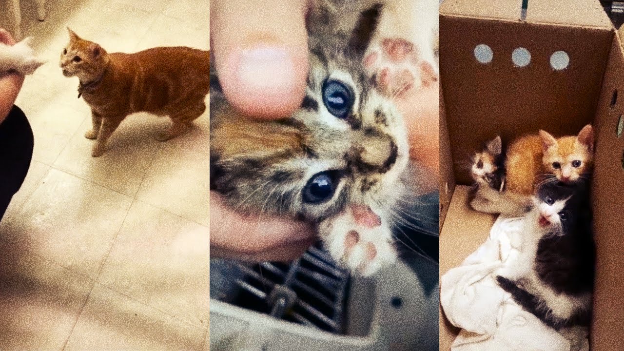 Watch These Cats Do the Craziest Things You've Ever Seen! - YouTube
