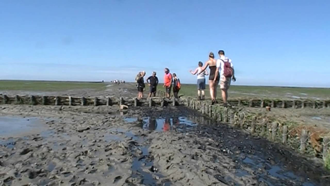Wadlopen Pieterburen - YouTube