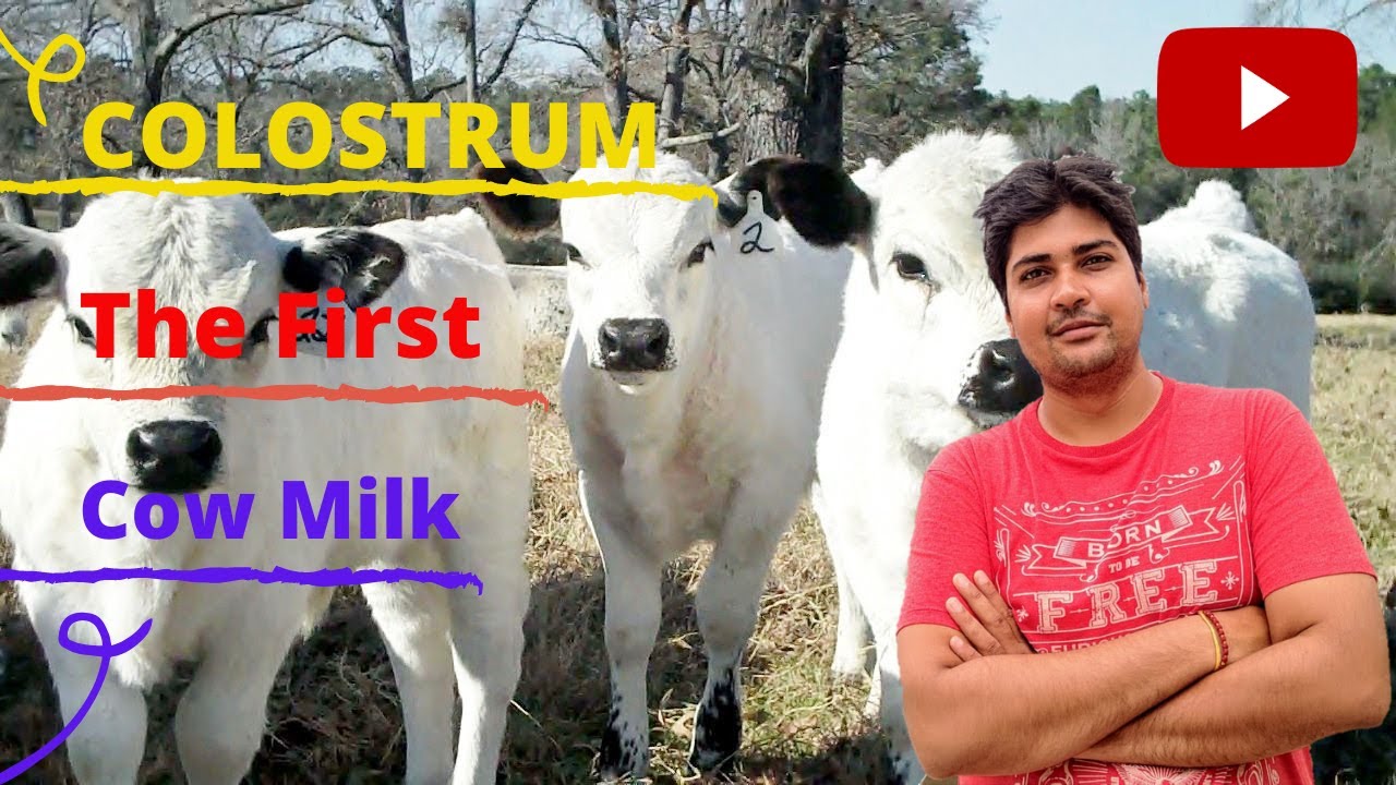 COLOSTRUM || The First Cow Milk || Nutraceutical || Animal World With ...