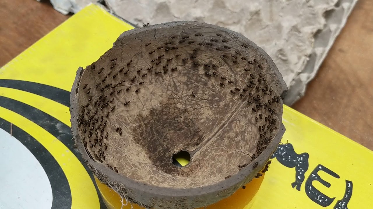 Ant Mill in a Coconut 🥥 Shell - YouTube