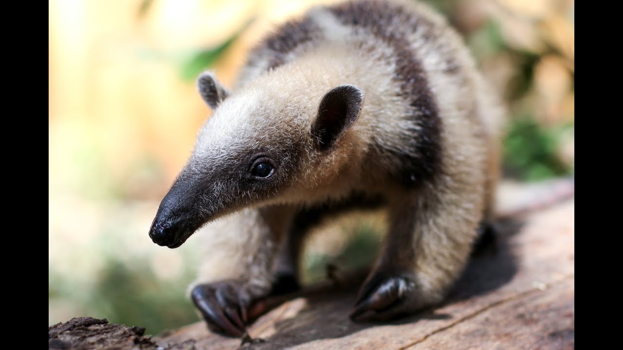 Costa Rican Anteater Rescue, Rehab & Release - YouTube