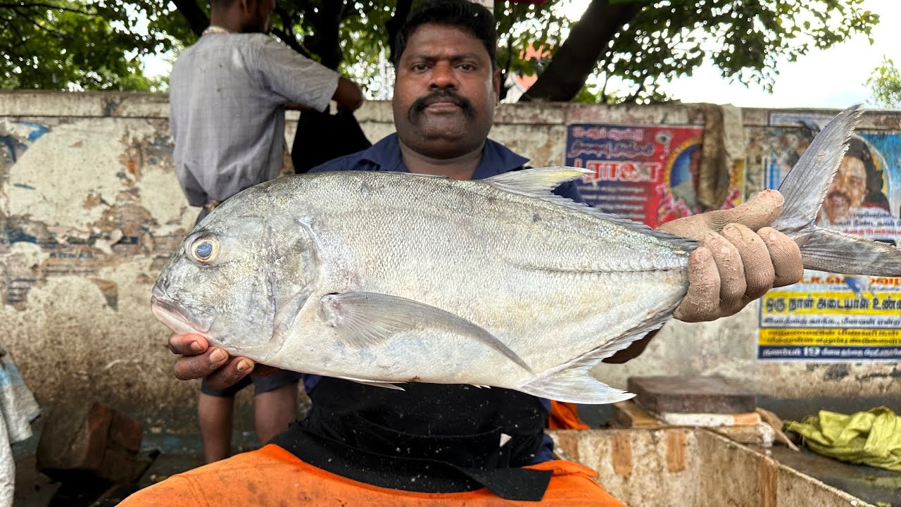 🤯🔪PARRAI FISH 🐟 KASIMEDU SPEED SELVAM AMAZING CUTTING SKILLS VIDEO # ...