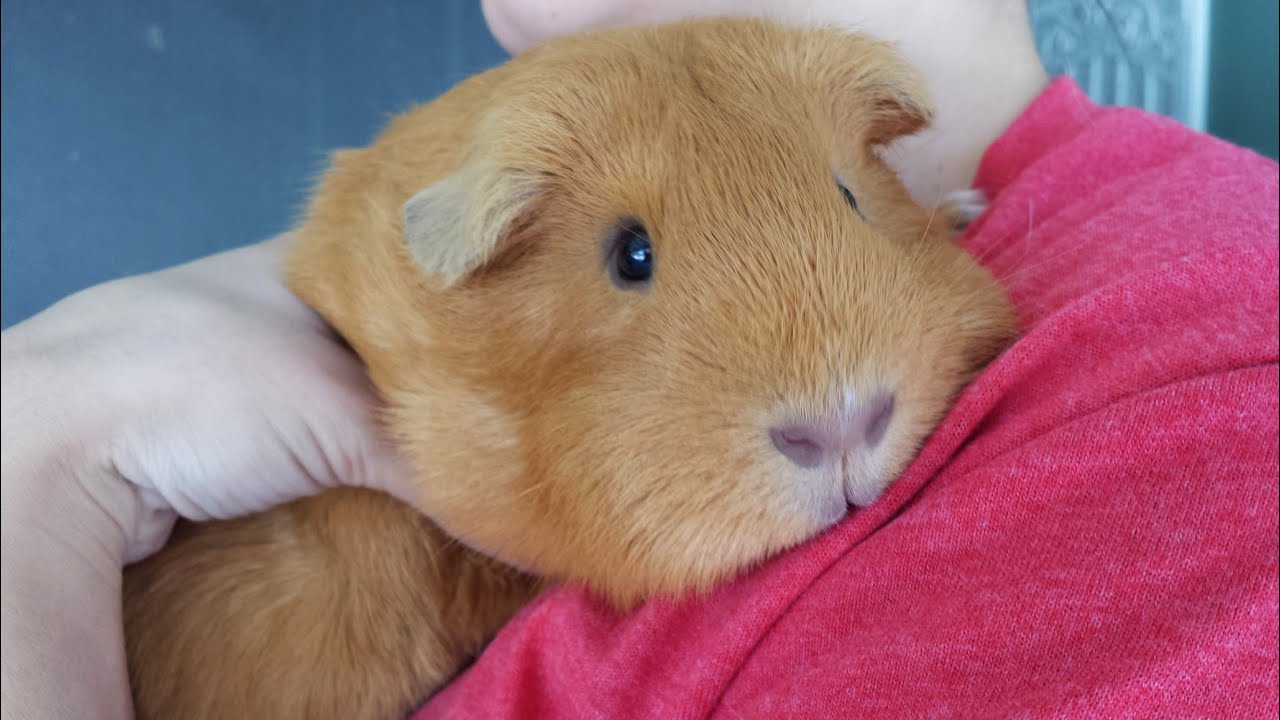 The Simplest Taming Technique! - YouTube