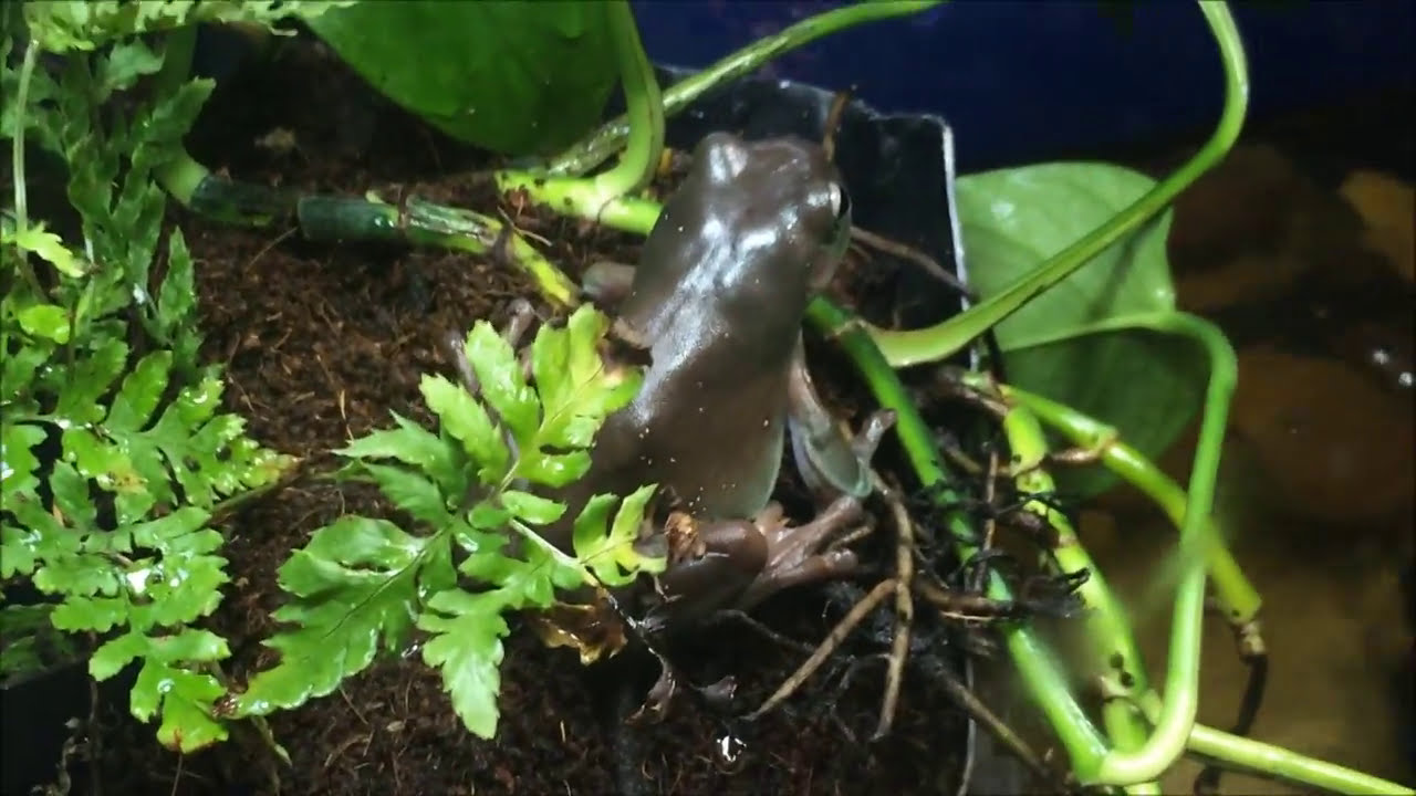 Dumpy tree frog 55 gallon enclosure - YouTube
