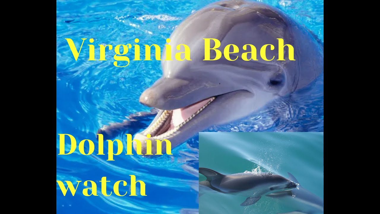 Dolphins Watch in Virginia Beach - YouTube