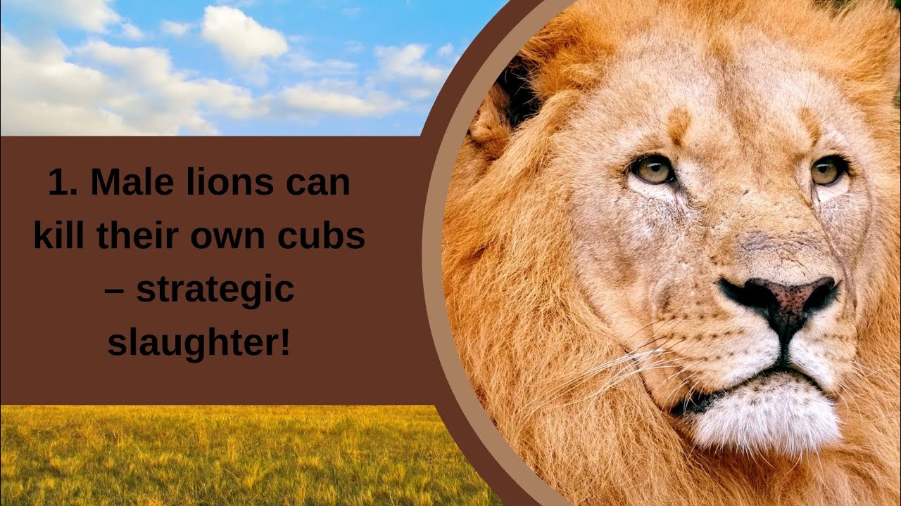 Strange but true facts about lions #lion - YouTube