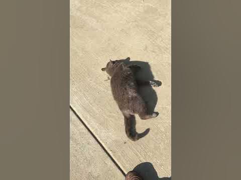 Cat rolling in catnip - YouTube