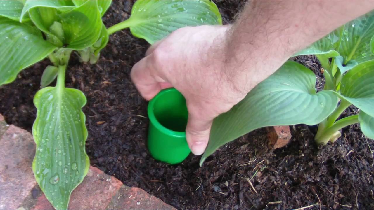 Probably the best Slug Trap in the world - YouTube