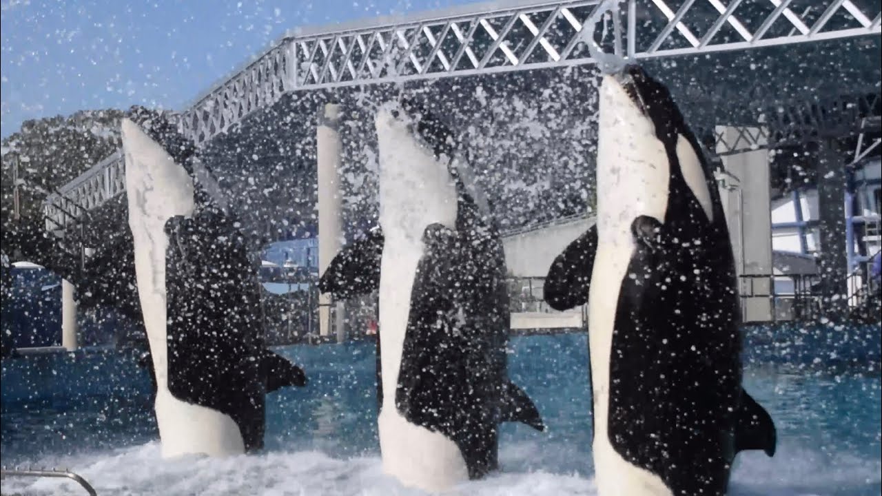 Takara, Sakari, & Kamea exercise session during Inside Look at SeaWorld ...