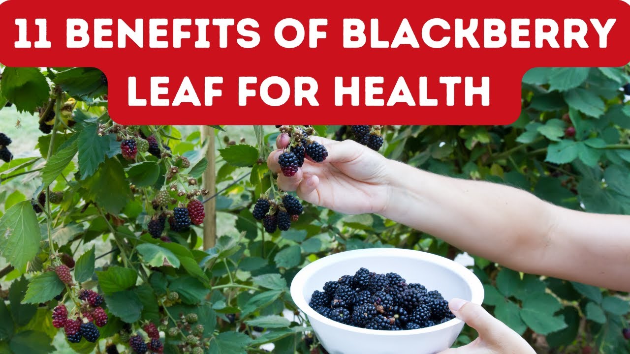 DISCOVER THE POWERFUL BENEFITS OF BLACKBERRY LEAVES TO BOOST YOUR ...