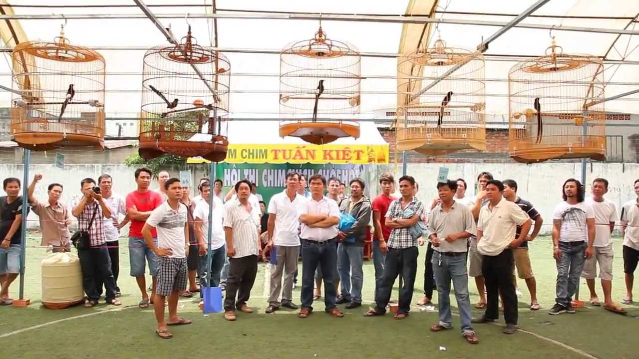 CLB Chim Hot Tan Mai, Hoi Thi Chim Chich Choe Lua Hot Lan Thu VIII (07 ...