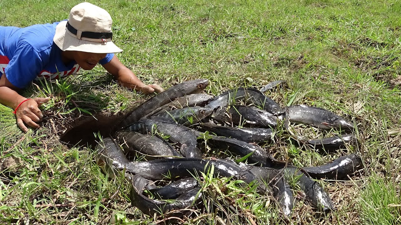 Amazing Find & catch catfish under secret hole in dry season 2020 - YouTube