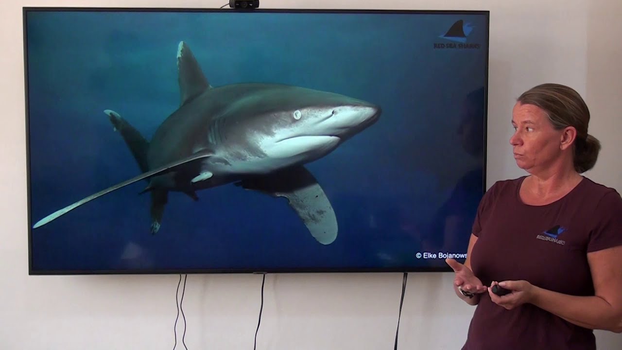 Part 1: Shark Sensory Systems - YouTube