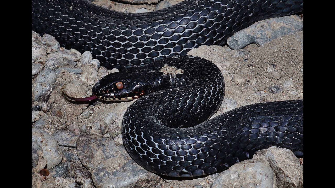 Huge Black Whip Snake (Dolichophis jugularis)The largest species of ...