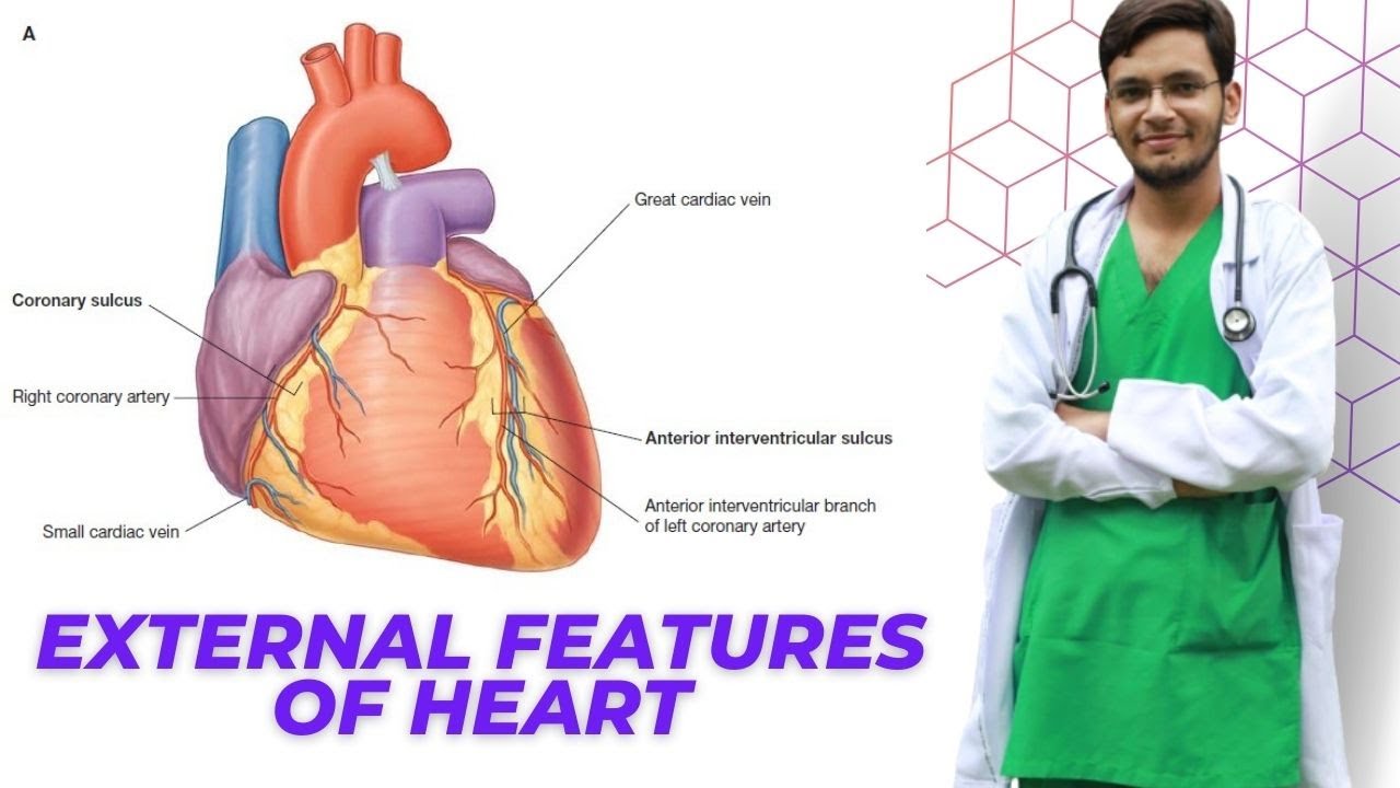 External features of Heart || Thorax || Human Anatomy - YouTube