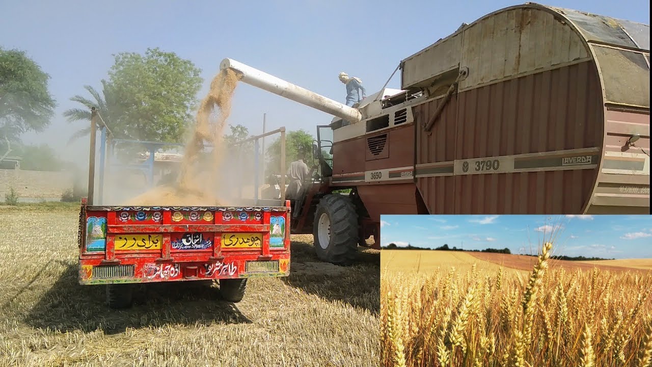Gandum ki katai / wheat Harvesting |vlog | Safdar Hussain - YouTube