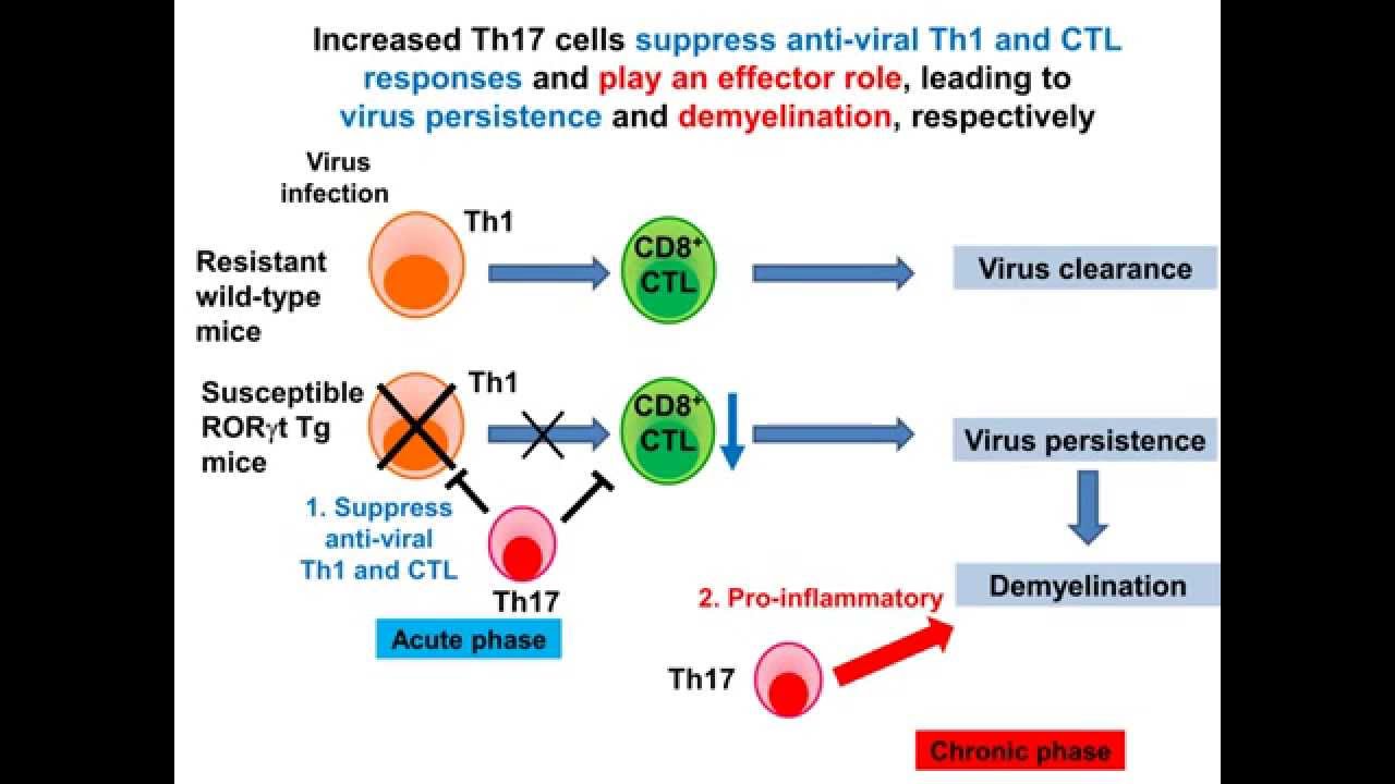 Th17 cell gain-of-function in a viral model for multiple sclerosis ...