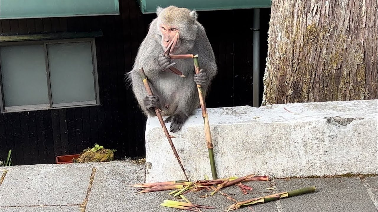 【Animal Planet】Monkey Eating Bamboo｜Are You Panda? - YouTube