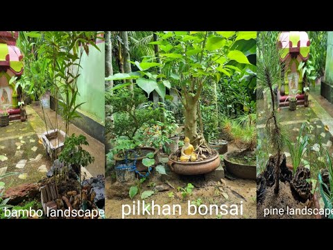 bambo Landscape | pine landscape I pilkhan bonsai - YouTube