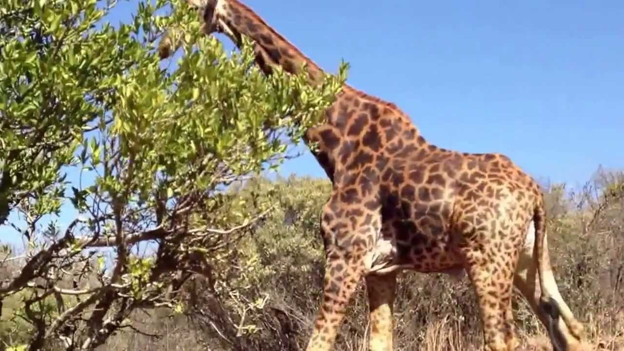 Only in Africa: Giraffe attacks cyclist... - YouTube