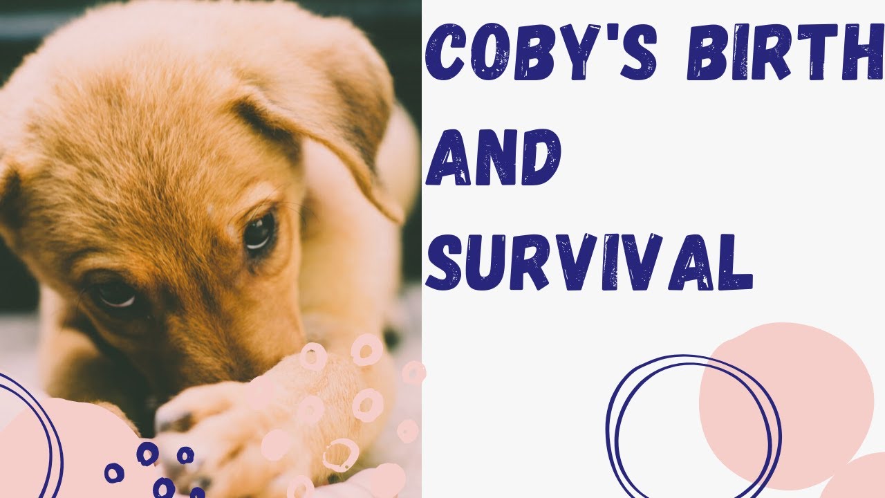 COBY'S BIRTH AND SURVIVAL / WELCOME TO THE WORLD AND THE FAMILY - YouTube