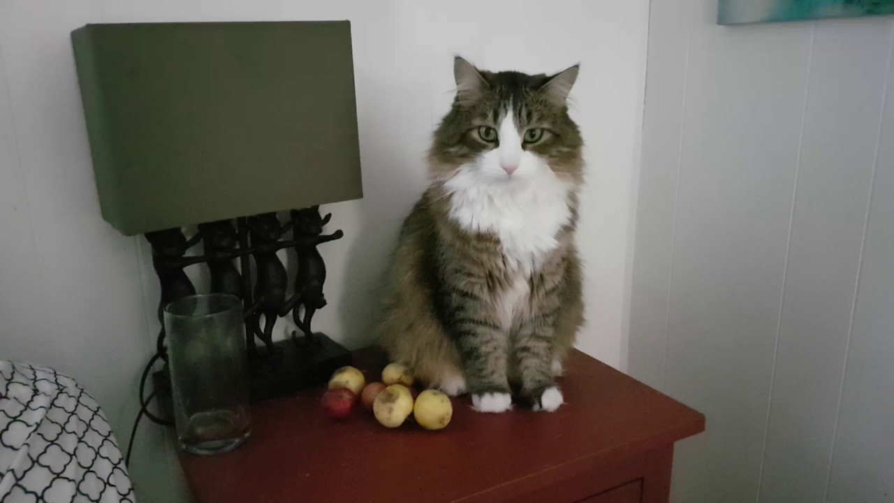 Adorable Rescue Cat Has a Temper Tantrum and Throws Apples Around - YouTube