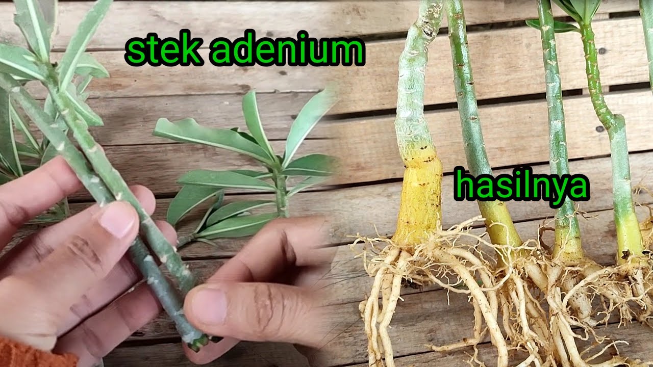 Memperbanyak Adenium Dengan Cara Stek Batang #adeniumdesertrose # ...
