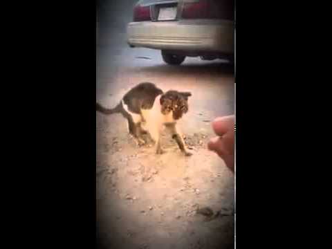 Arapça Konuşan Kedi