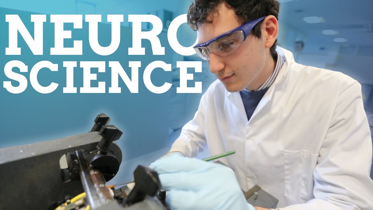Neuroscience | Work experience, projects and being an international ...
