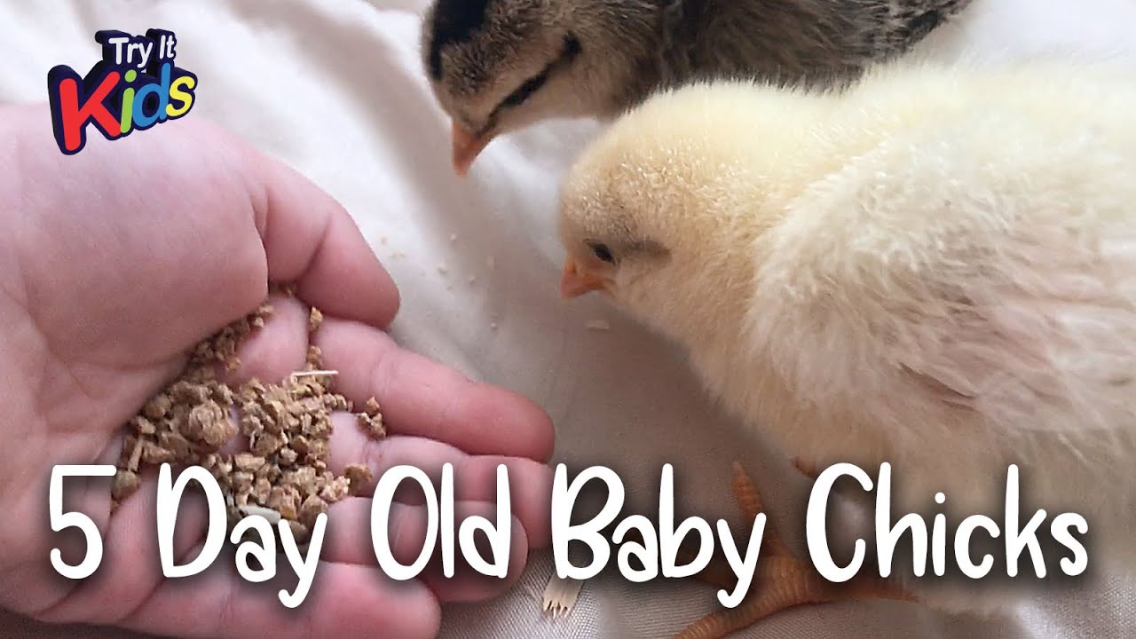 Day 5 - Kids Babysitting Chickens - Oh Poop! - YouTube
