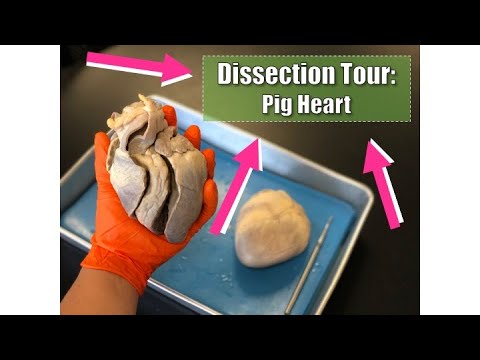 Heart Dissection - YouTube