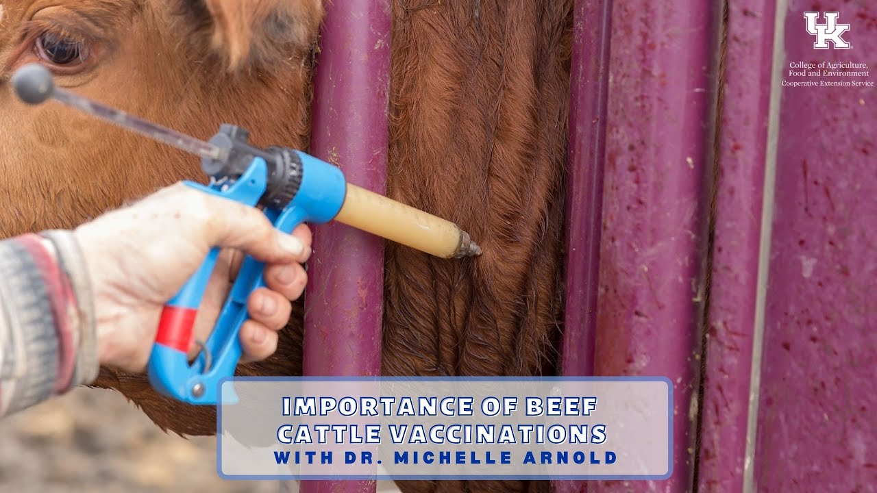 Importance of Beef Cattle Vaccinations - YouTube