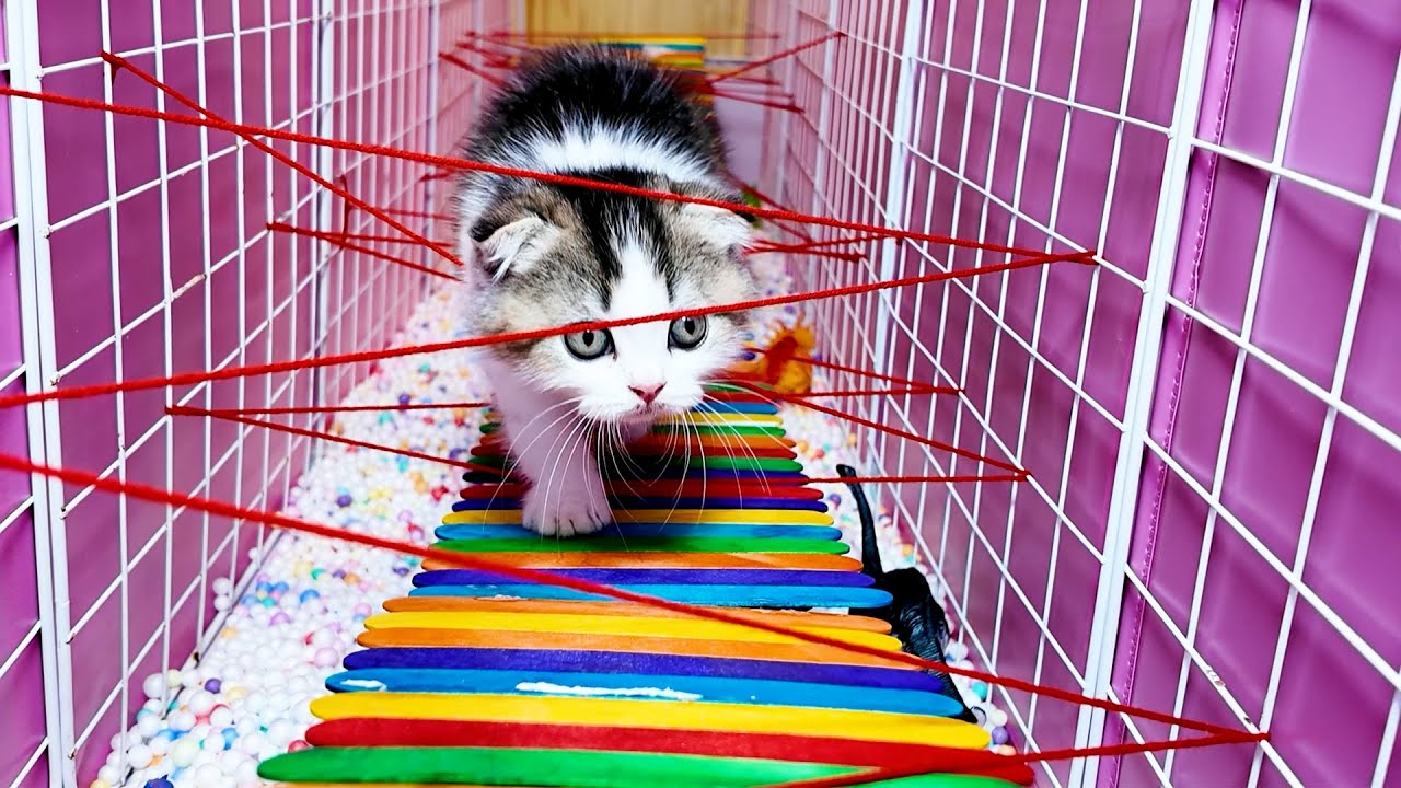 Collection Of Funny And Interesting Challenges Of The Kitten Loki ...