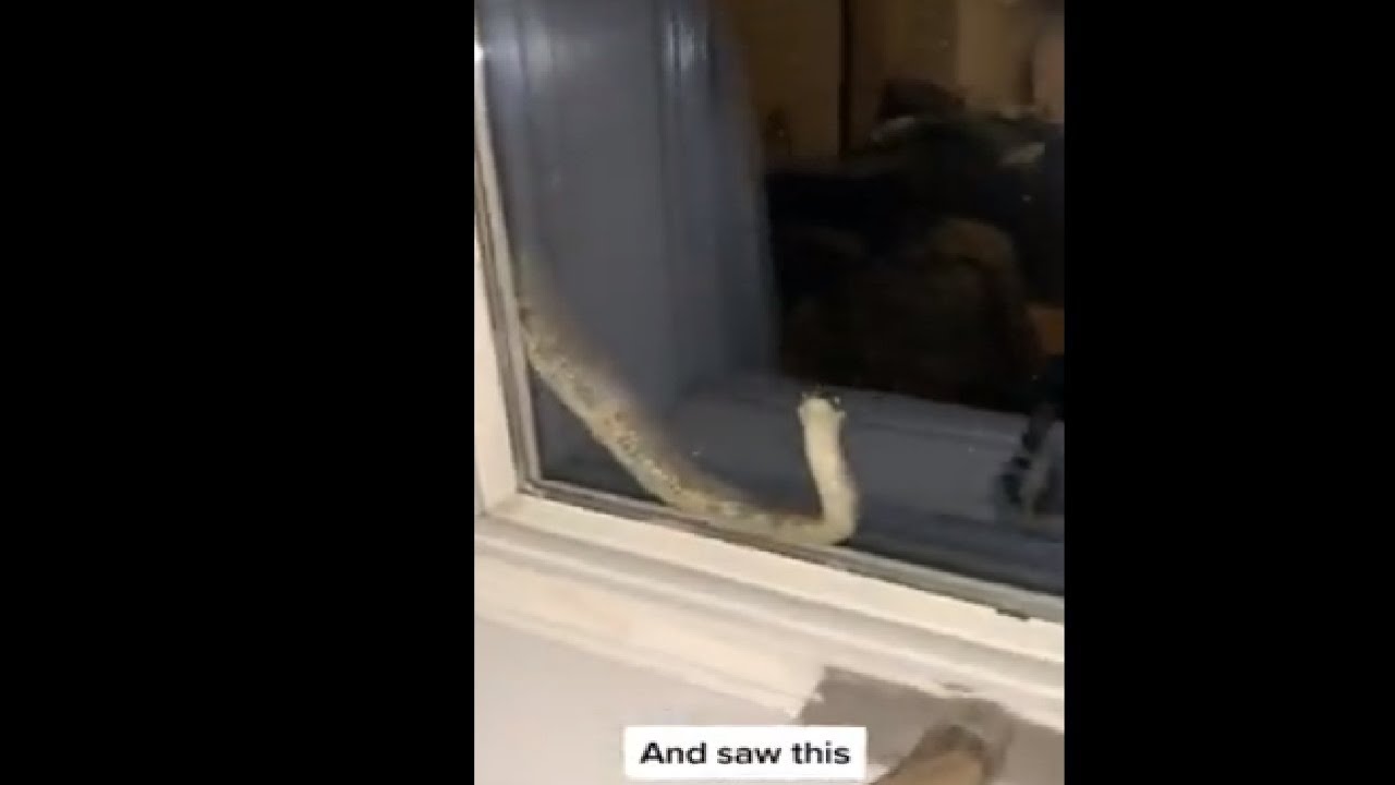 Guy Had A Snake Staring At Him Through The Window - YouTube