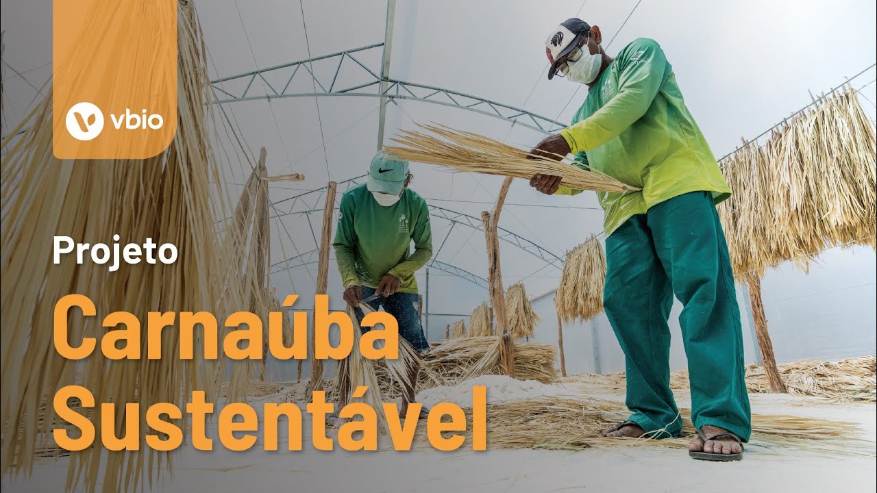 Programa Carnaúba Sustentável: fortalecendo a cadeia produtiva da Carnaúba - YouTube